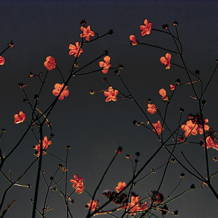 All things tagged with color, branch, desktop, silhouette